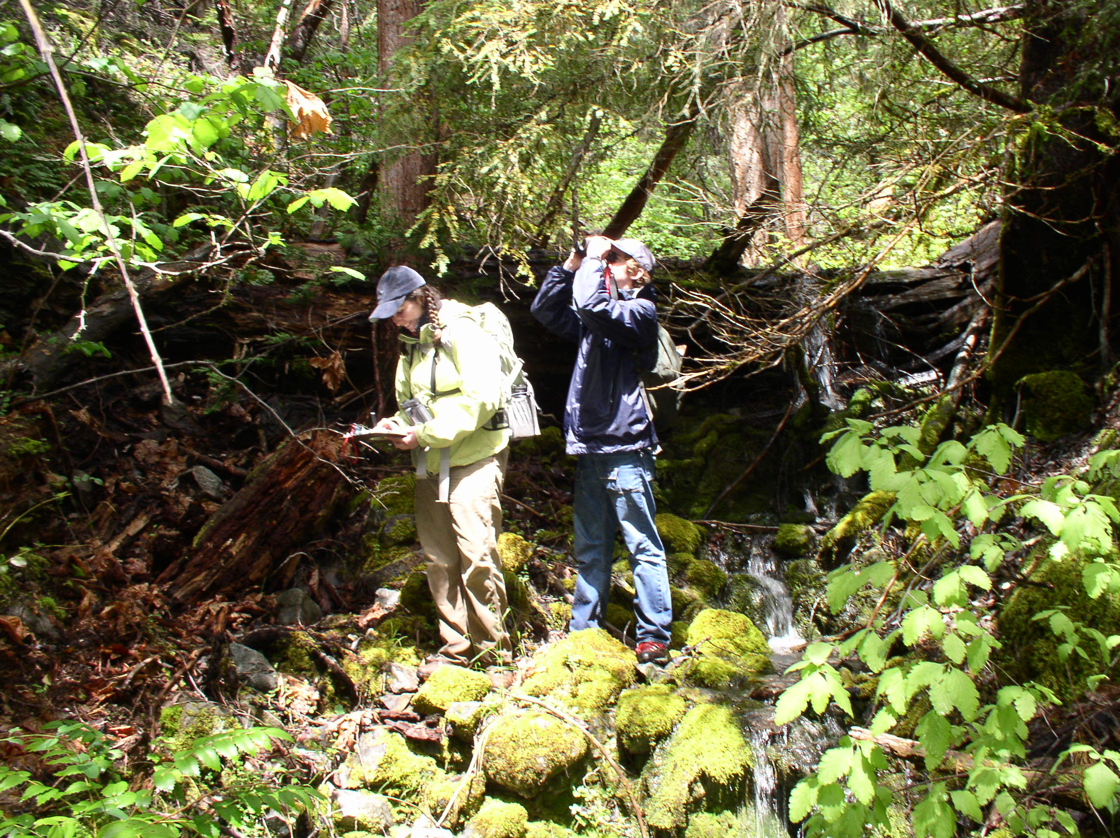 Point Count Technician Positions Availble! - Klamath Bird Observatory