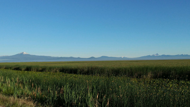 Three Day Trip to Klamath Marsh NWR - Klamath Bird Observatory