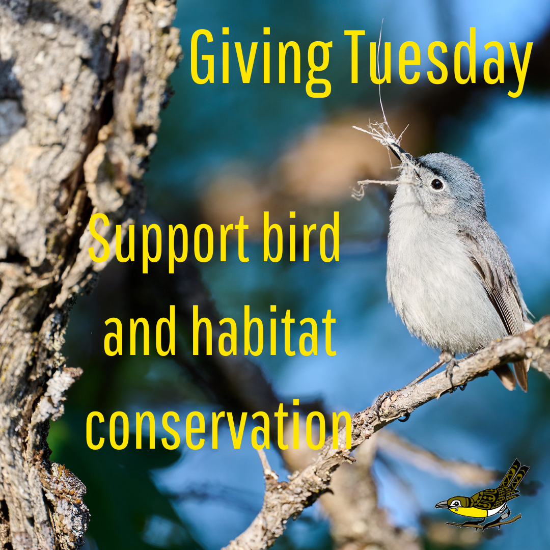 This Giving Tuesday - Klamath Bird Observatory