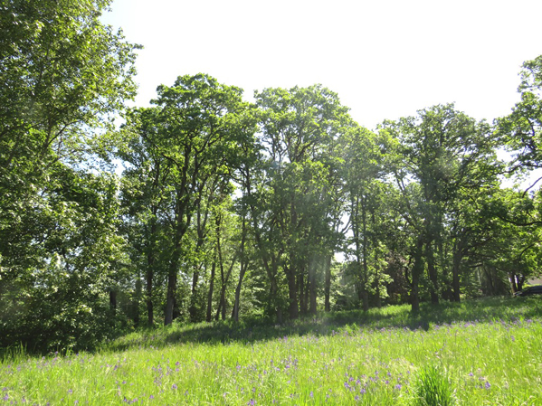 Oaks and Other Creatures with Harry Fuller - Klamath Bird Observatory